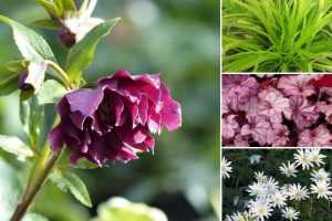 6 hellébores orientaux les plus sombres - Promesse de Fleurs