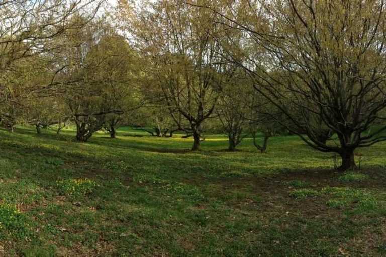 10 arbres résistants au vent - Promesse de Fleurs
