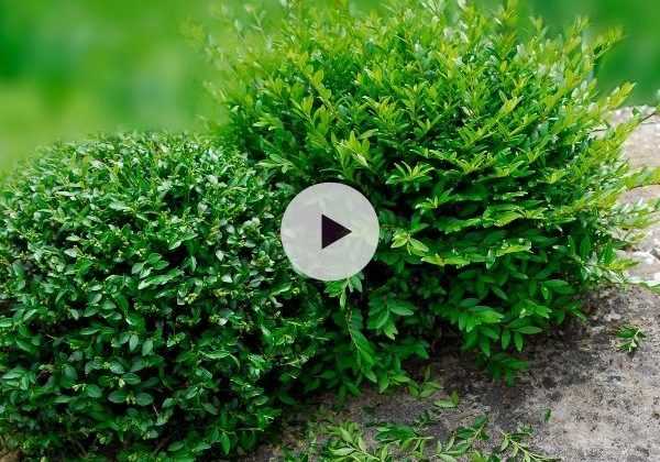 Buis : comment faire pousser cet arbuste ? Conseil jardinage