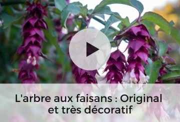 Leycesteria formosa Golden Lanterns - Arbre aux faisans à feuilles dorées