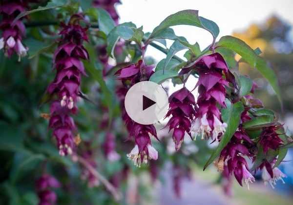 Leycesteria formosa Golden Lanterns - Arbre aux faisans à feuilles dorées