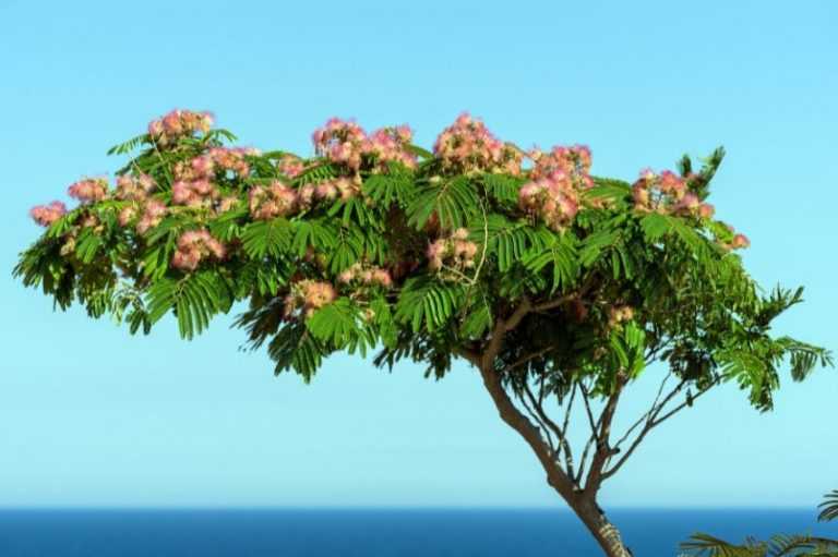8 Arbres Port En Parasol Promesse De Fleurs