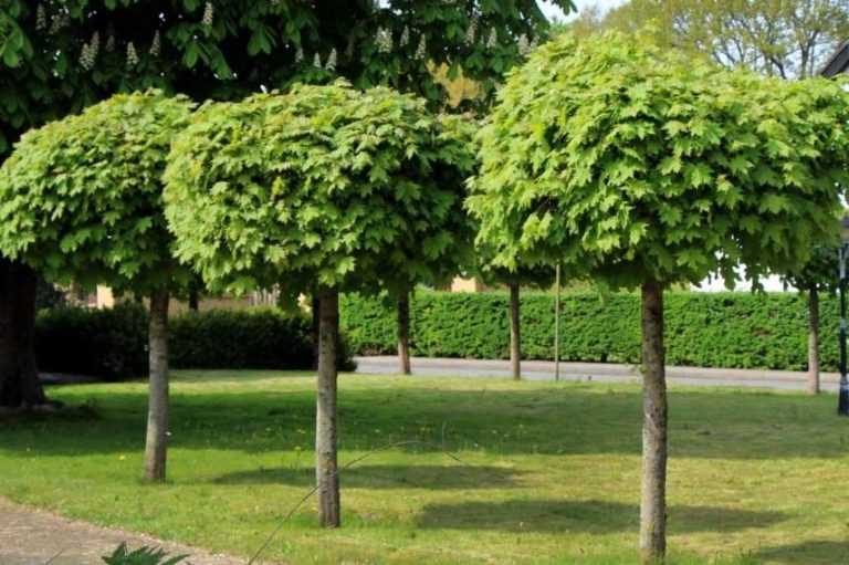 9 arbres et arbustes à port en boule - Promesse de Fleurs