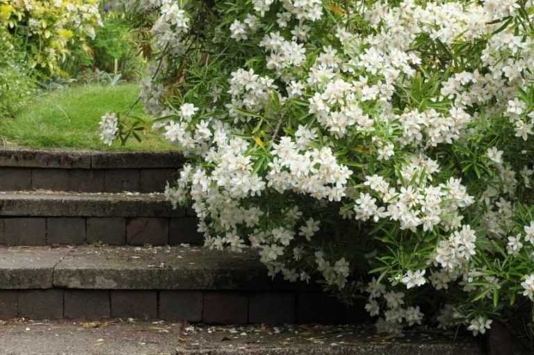 9 arbres et arbustes à port en boule - Promesse de Fleurs