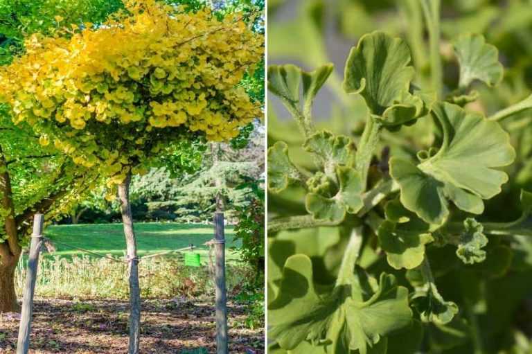 9 arbres et arbustes à port en boule - Promesse de Fleurs