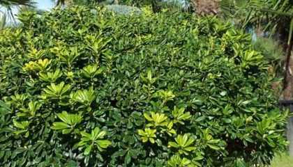 9 arbres et arbustes à port en boule - Promesse de Fleurs