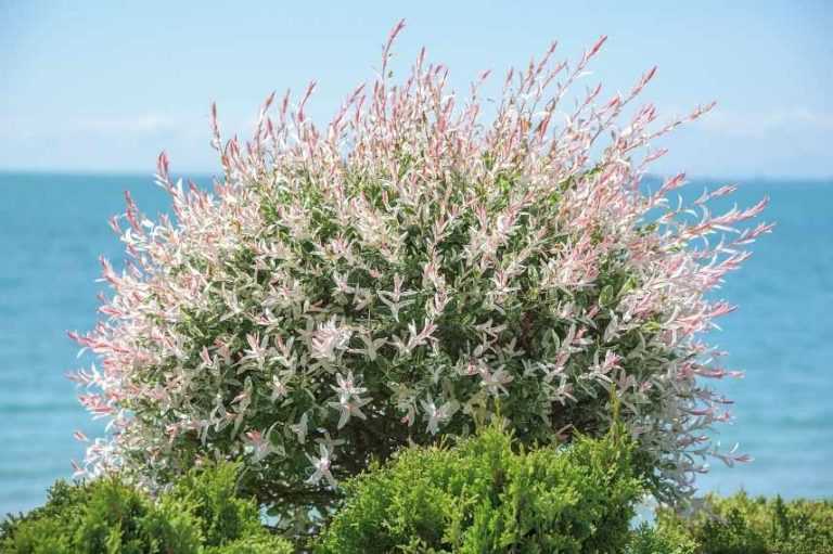 9 arbres et arbustes à port en boule - Promesse de Fleurs