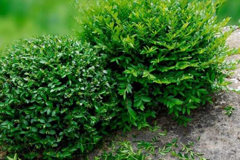 9 arbres et arbustes à port en boule - Promesse de Fleurs