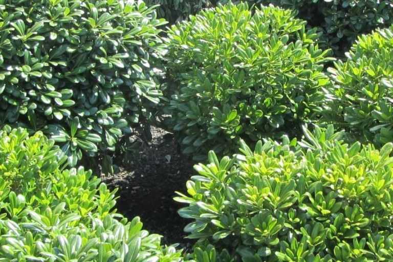 9 arbres et arbustes à port en boule - Promesse de Fleurs