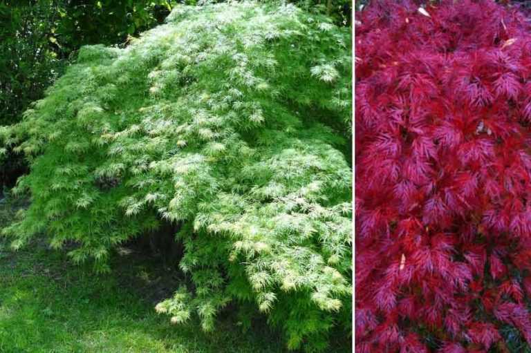 7 arbustes à port pleureur - Promesse de Fleurs