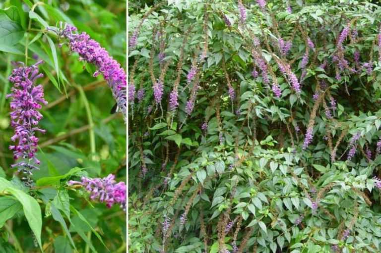 7 arbustes à port pleureur - Promesse de Fleurs