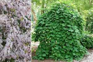 7 arbustes à port pleureur - Promesse de Fleurs