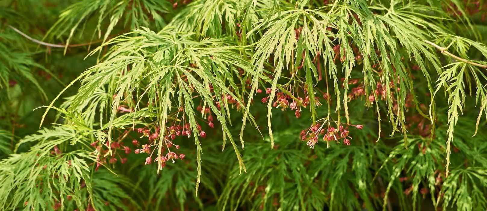 7 arbustes à port pleureur - Promesse de Fleurs