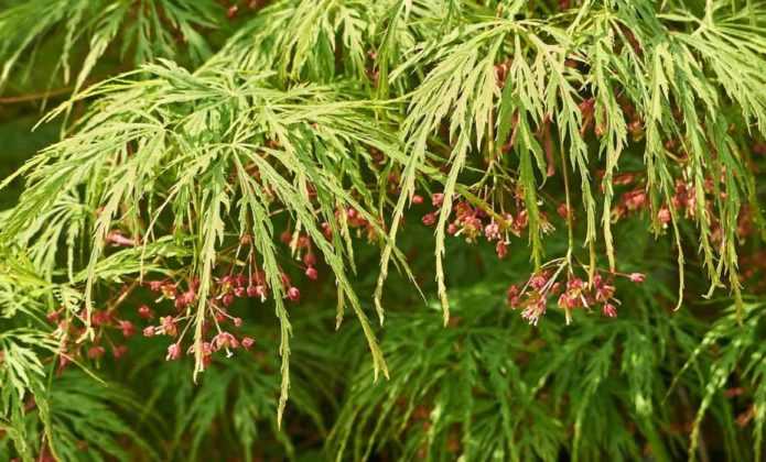 Les plus beaux arbustes en cépée - Promesse de Fleurs