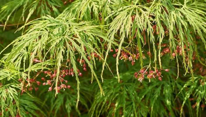 7 arbustes à port pleureur - Promesse de Fleurs