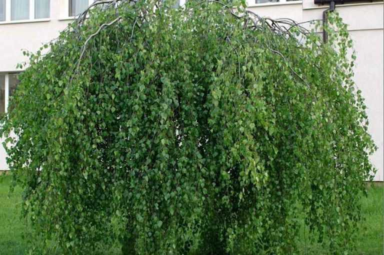 7 bouleaux étonnants à découvrir ! - Promesse de Fleurs