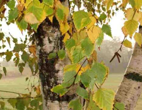 7 bouleaux étonnants à découvrir ! - Promesse de Fleurs