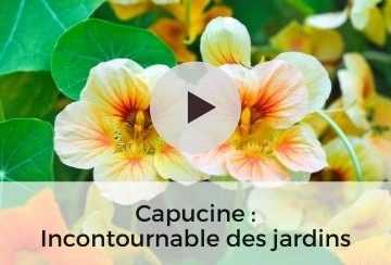 Capucine tubéreuse - Tropaeolum tuberosum, vivace et grimpante