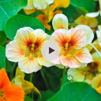 Capucine tubéreuse - Tropaeolum tuberosum Ken Aslet, fleurit dès juillet
