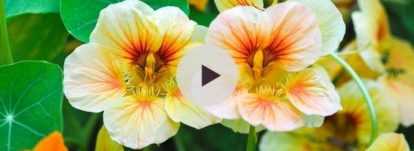 Capucine grimpante Jewel of Africa - Tropaeolum majus - Cresson d'Inde ...