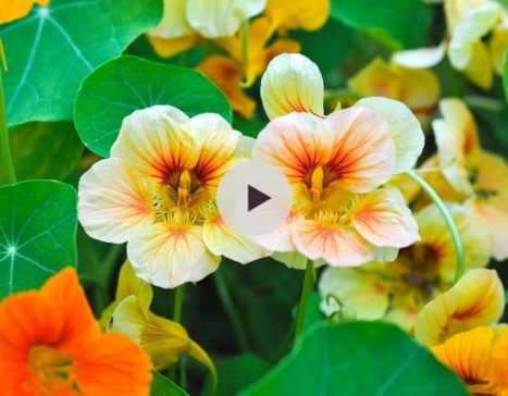 Grande Capucine (tropaeolum Majus) Baby Orange annuelle, grimpante aux ...