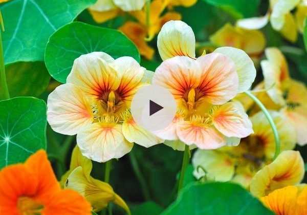 Grande Capucine (tropaeolum Majus) Baby Orange annuelle, grimpante aux ...