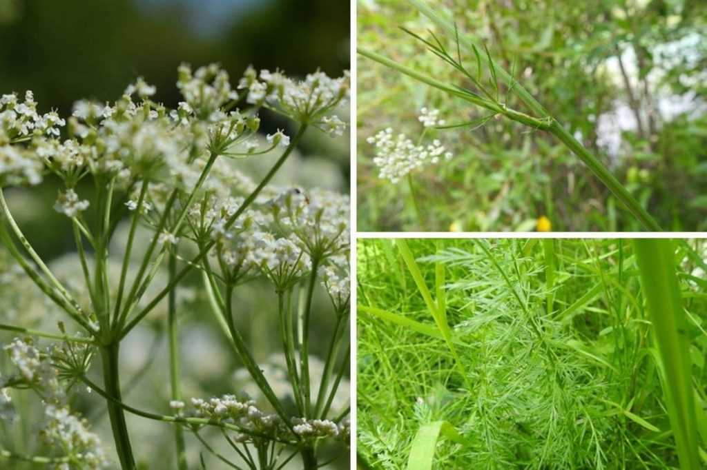 Cumin : semer, cultiver et récolter - Promesse de Fleurs