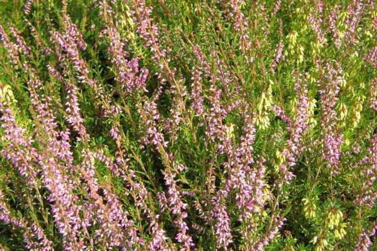 Comment choisir une bruyère ? - Promesse de Fleurs