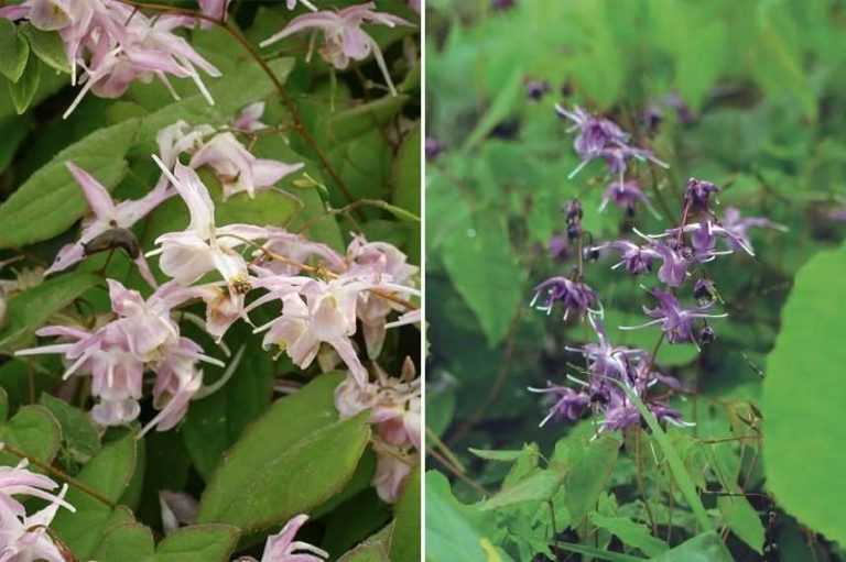 Choisir un épimédium : notre guide d'achat - Promesse de Fleurs