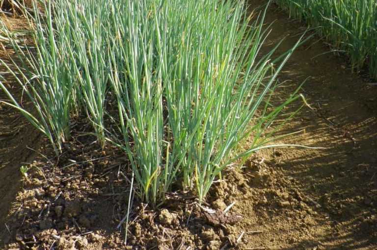 La ciboule : semer, cultiver et récolter - Promesse de Fleurs