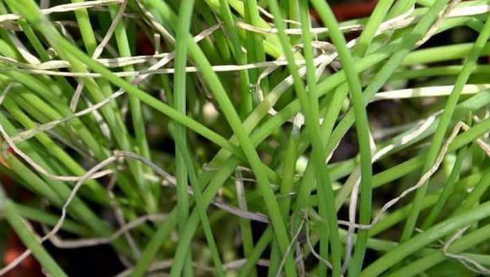 La ciboule : semer, cultiver et récolter - Promesse de Fleurs