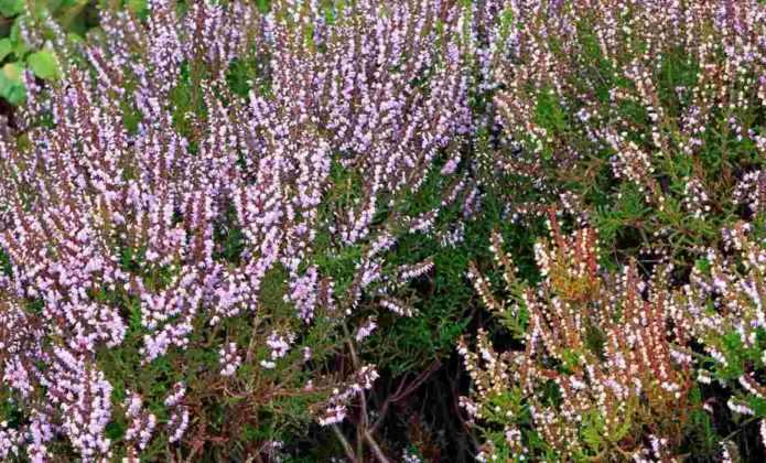 Bruyères d’été ou d’hiver : comment les planter et les cultiver