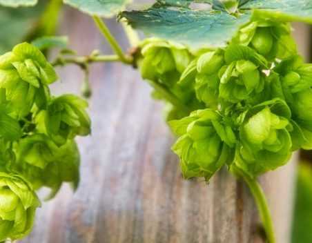 Comment cultiver le houblon ? - Promesse de Fleurs