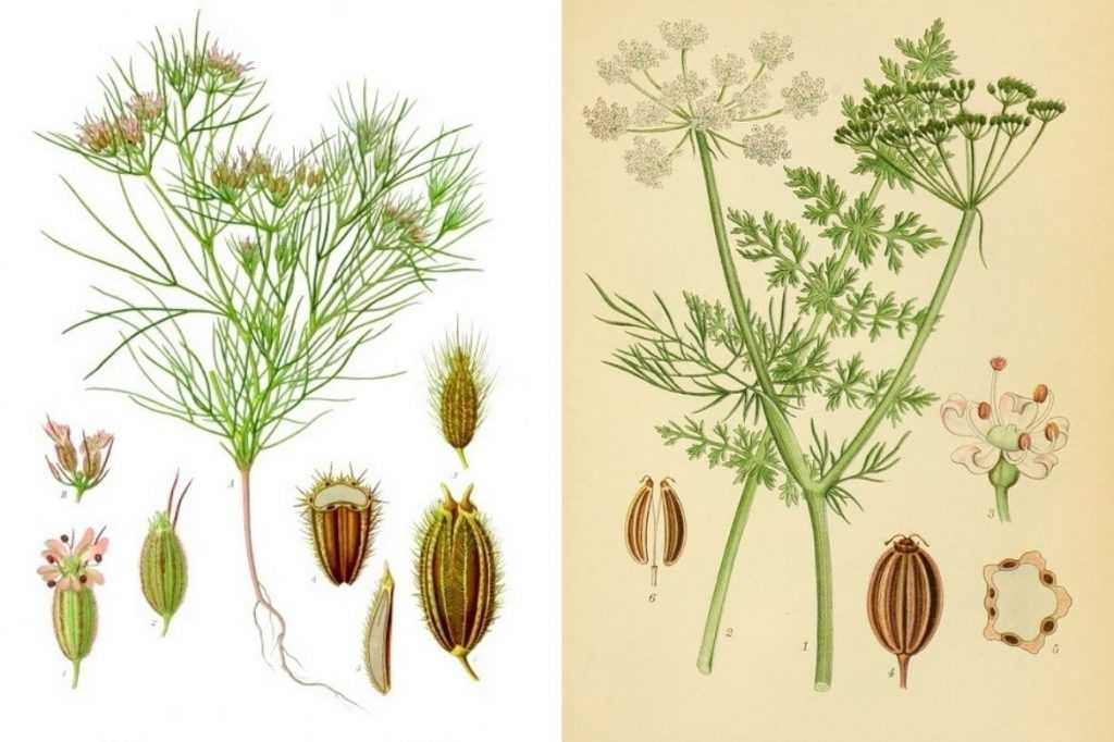 Cumin : semer, cultiver et récolter - Promesse de Fleurs