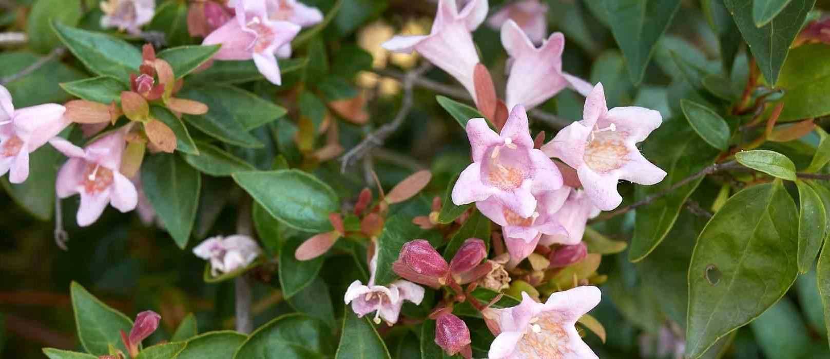 Associer un abelia - Promesse de Fleurs