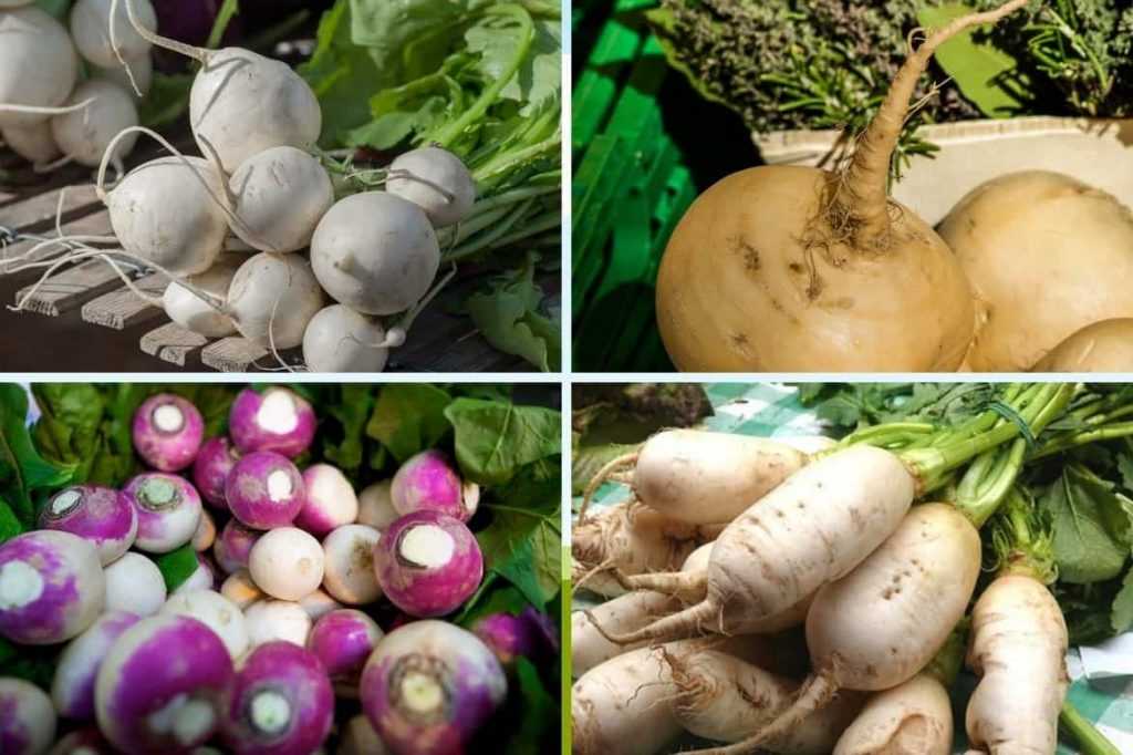 Comment choisir des navets ? - Promesse de Fleurs