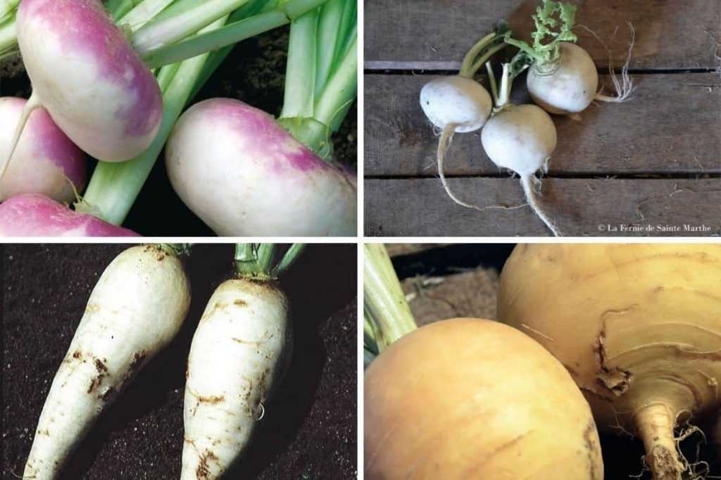 Comment choisir des navets ? - Promesse de Fleurs