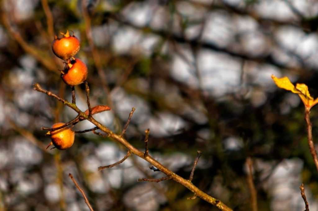 Néflier commun : planter, entretenir, récolter les fruits - Promesse de ...