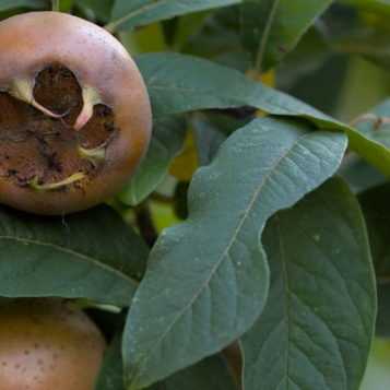 Néflier commun : planter, entretenir, récolter les fruits - Promesse de ...