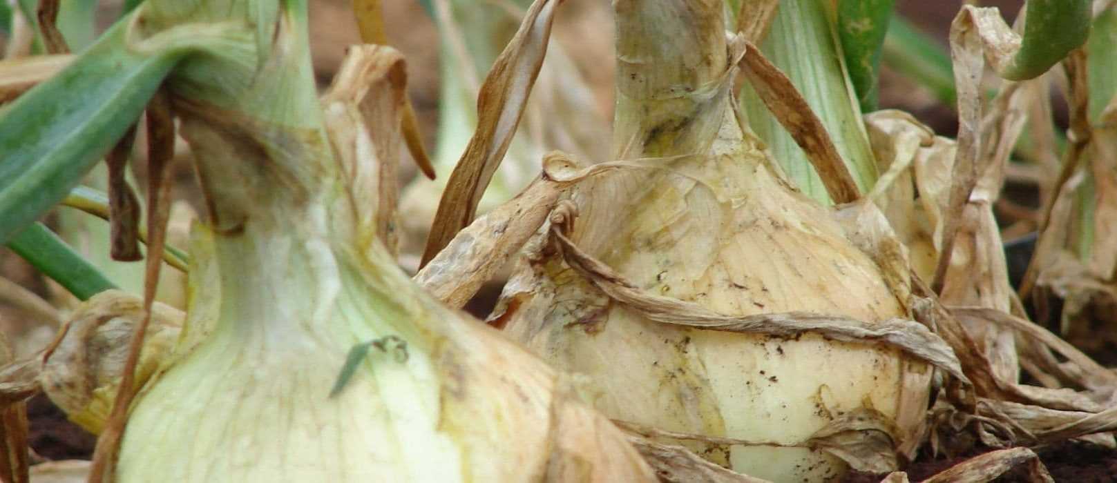 Maladies et parasites de l'oignon - Promesse de Fleurs