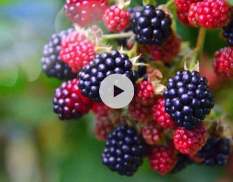 Ronce commune - Rubus fruticosus - Ronce des bois ou des haies ...