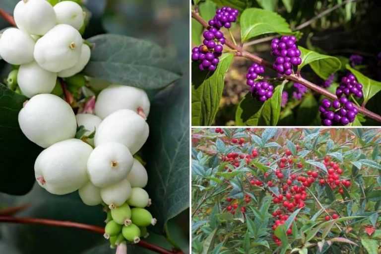 Plante toxique : des baies appétentes pour les enfants - Promesse de Fleurs