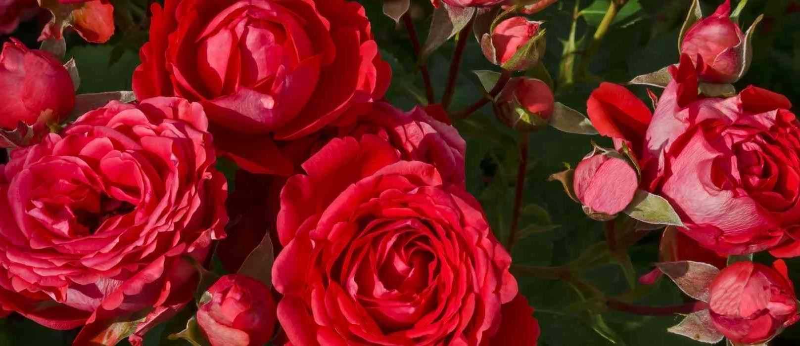 6 rosiers buissons à grandes fleurs rouges - Promesse de Fleurs