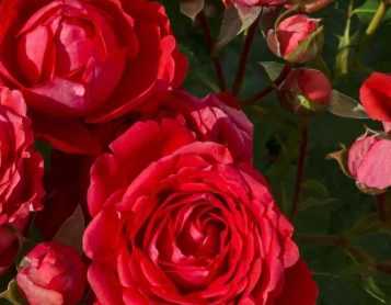 6 rosiers buissons à grandes fleurs rouges - Promesse de Fleurs