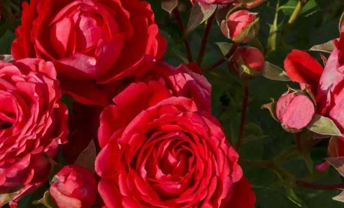 9 rosiers rouges très parfumés - Promesse de Fleurs