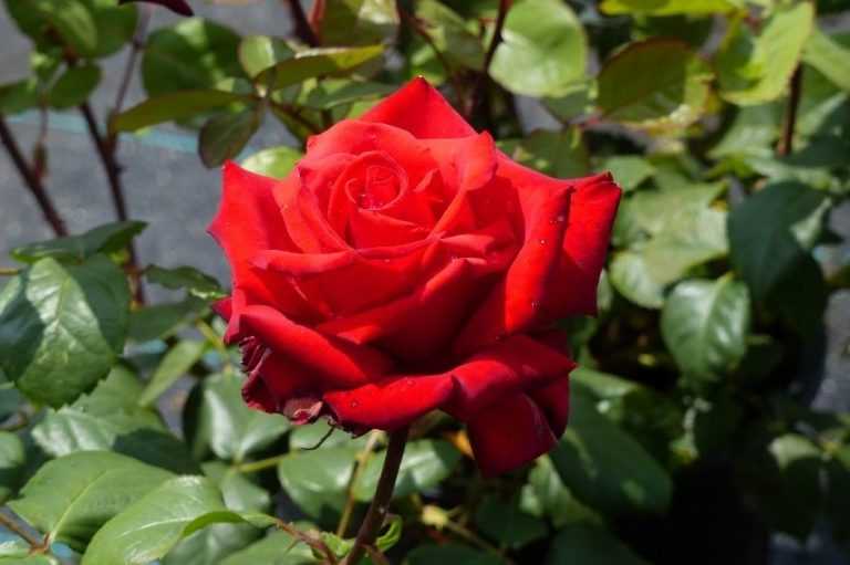 6 rosiers buissons à grandes fleurs rouges - Promesse de Fleurs