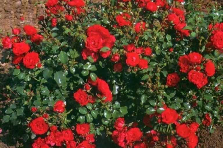 8 rosiers couvre-sol à fleurs rouges - Promesse de Fleurs