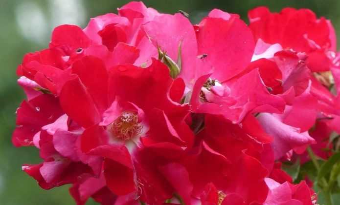 9 rosiers à fleurs d’églantine roses - Promesse de Fleurs