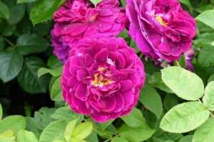 9 rosiers rouges très parfumés - Promesse de Fleurs