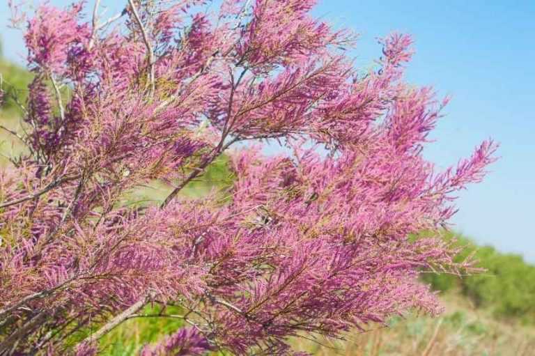 10 arbustes résistants au vent - Promesse de Fleurs
